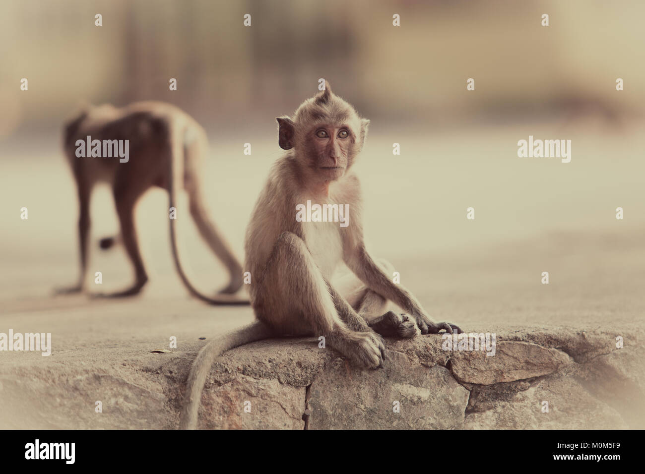 Monkey on the way. Cute monkey Stock Photo - Alamy