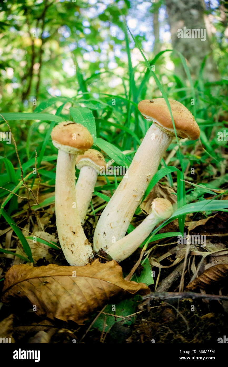 Honey agaric mushrooms hi-res stock photography and images - Alamy