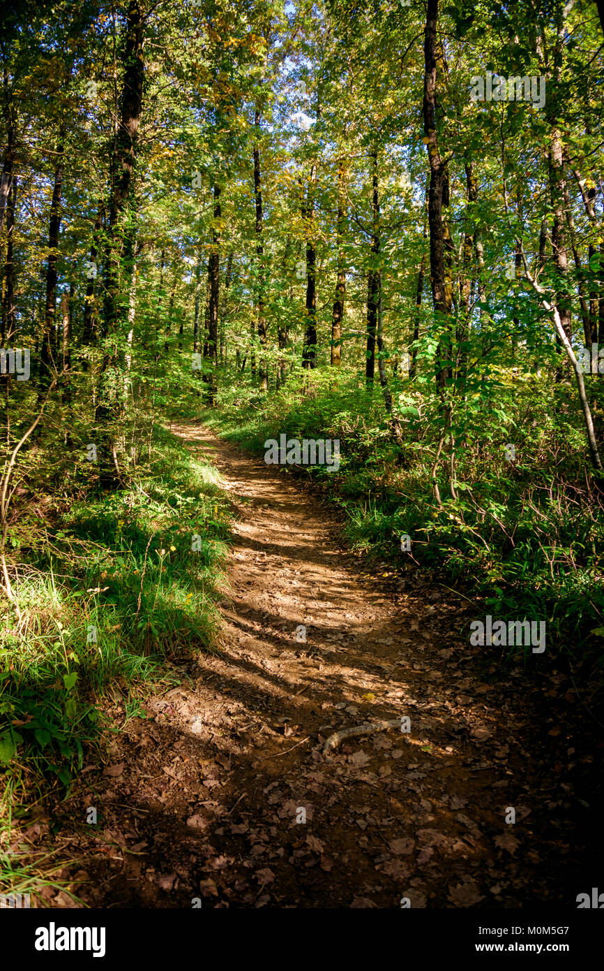 Forest landscape. Forest road Stock Photo - Alamy