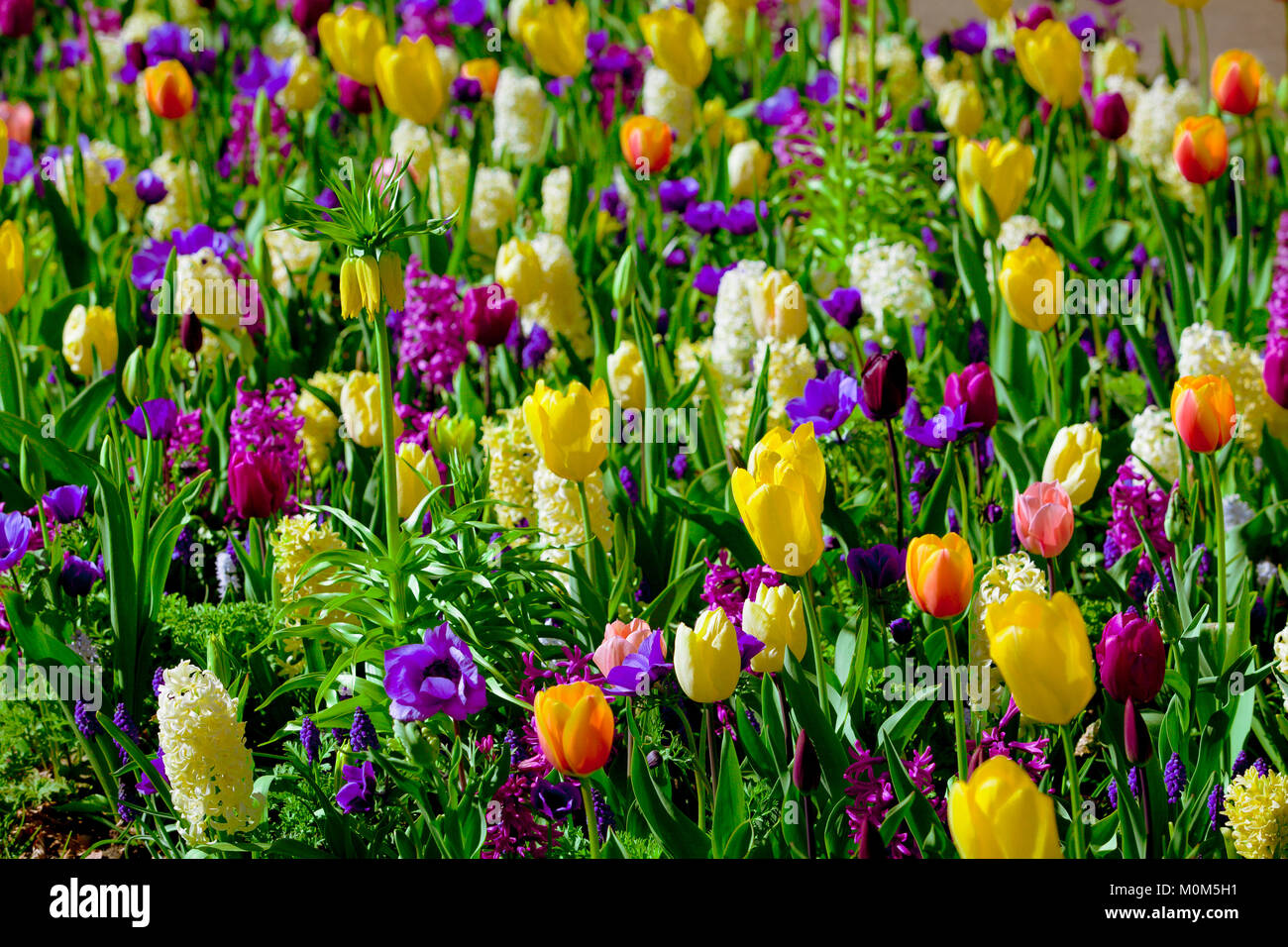 fresh spring flowers. Spring Background. Spring. Background Stock Photo ...