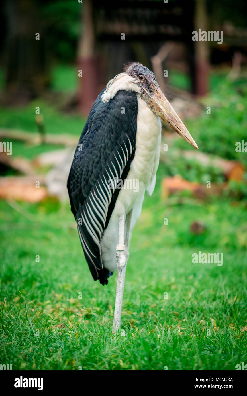 Marabou Stork. Leptoptilos crumeniferus Stock Photo - Alamy
