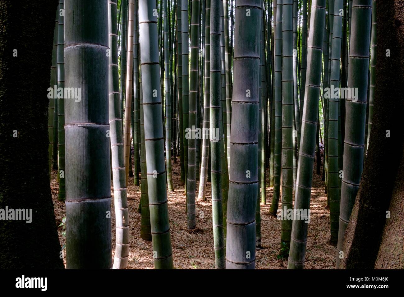 Sagano bamboo forest, kyoto, japan hi-res stock photography and images ...
