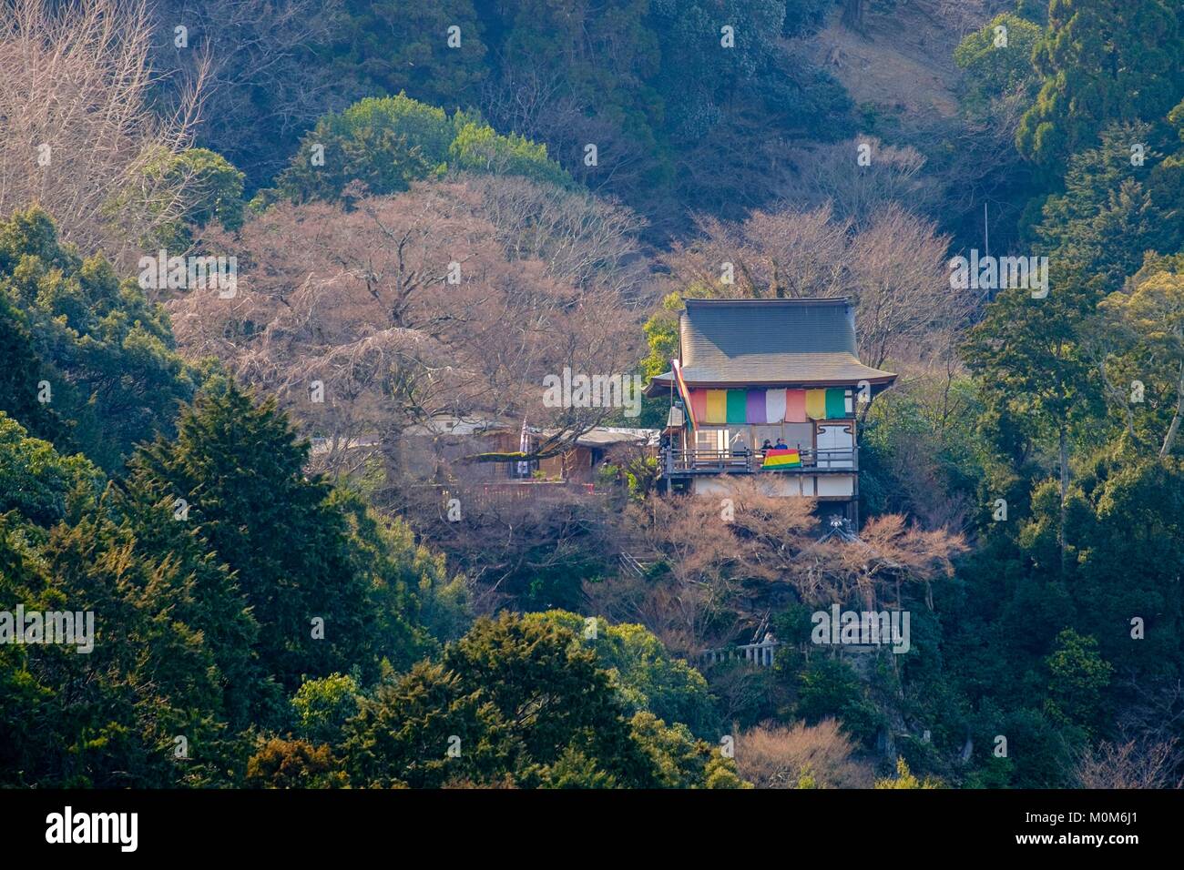 Japan,Honshu island,Kansaï region,Kyoto,bamboo forest of Arashiyama ...
