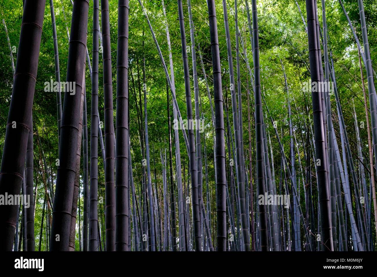 Japan,Honshu island,Kansaï region,Kyoto,bamboo forest of Arashiyama ...