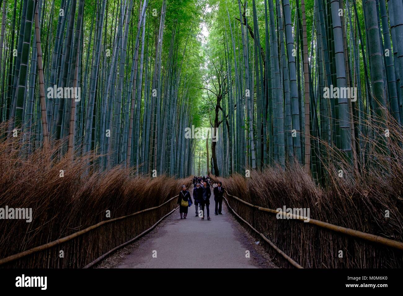 Japan,Honshu island,Kansaï region,Kyoto,bamboo forest of Arashiyama ...