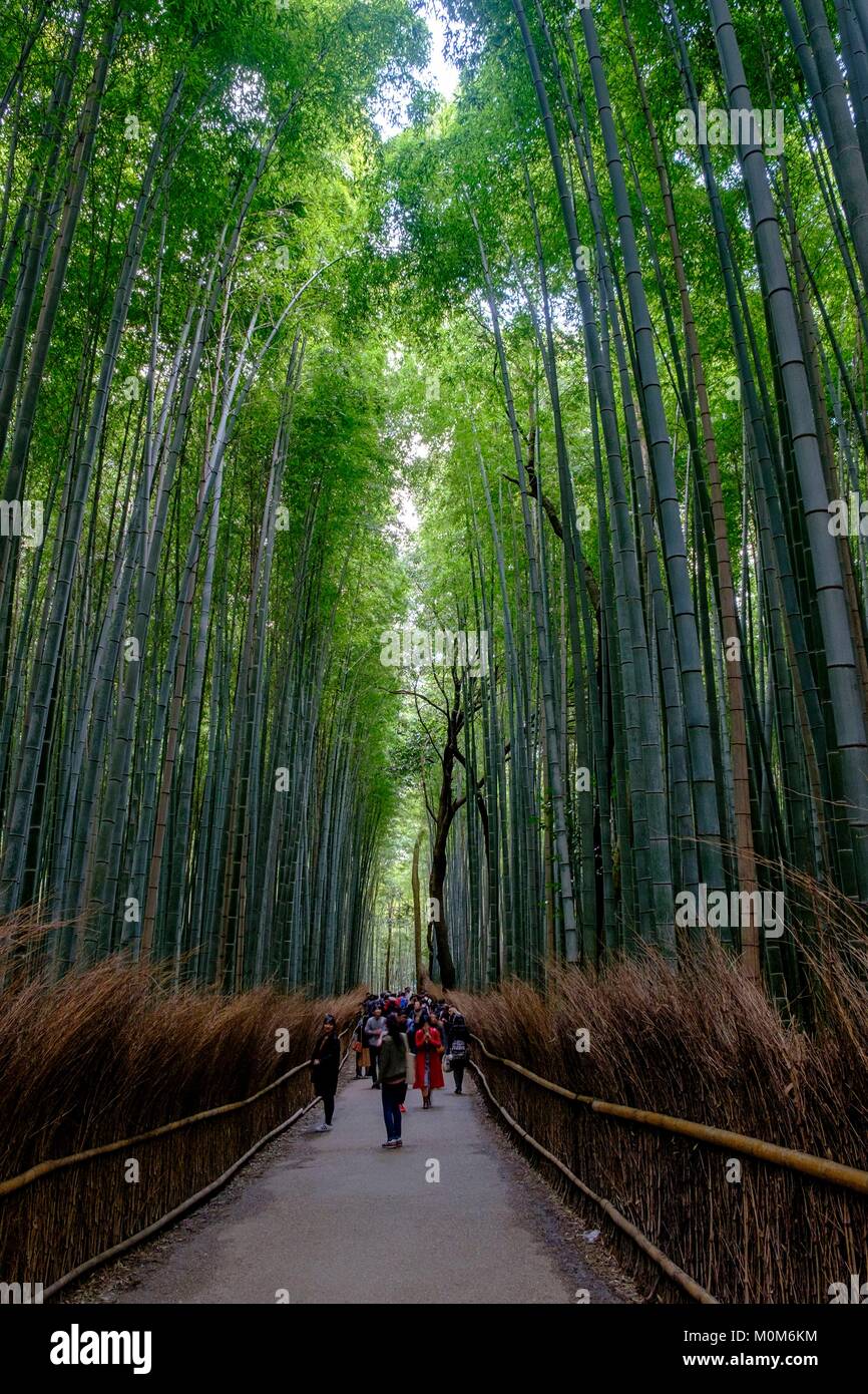 Japan,Honshu island,Kansaï region,Kyoto,bamboo forest of Arashiyama ...
