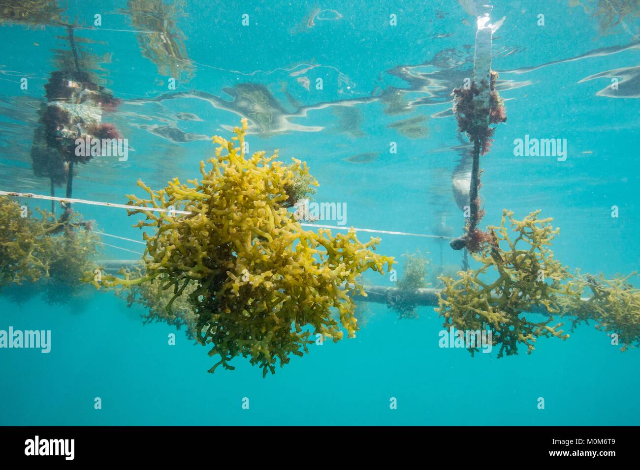 Philippines,Palawan,Roxas,Green Island Bay,Johnson Island,underwater ...