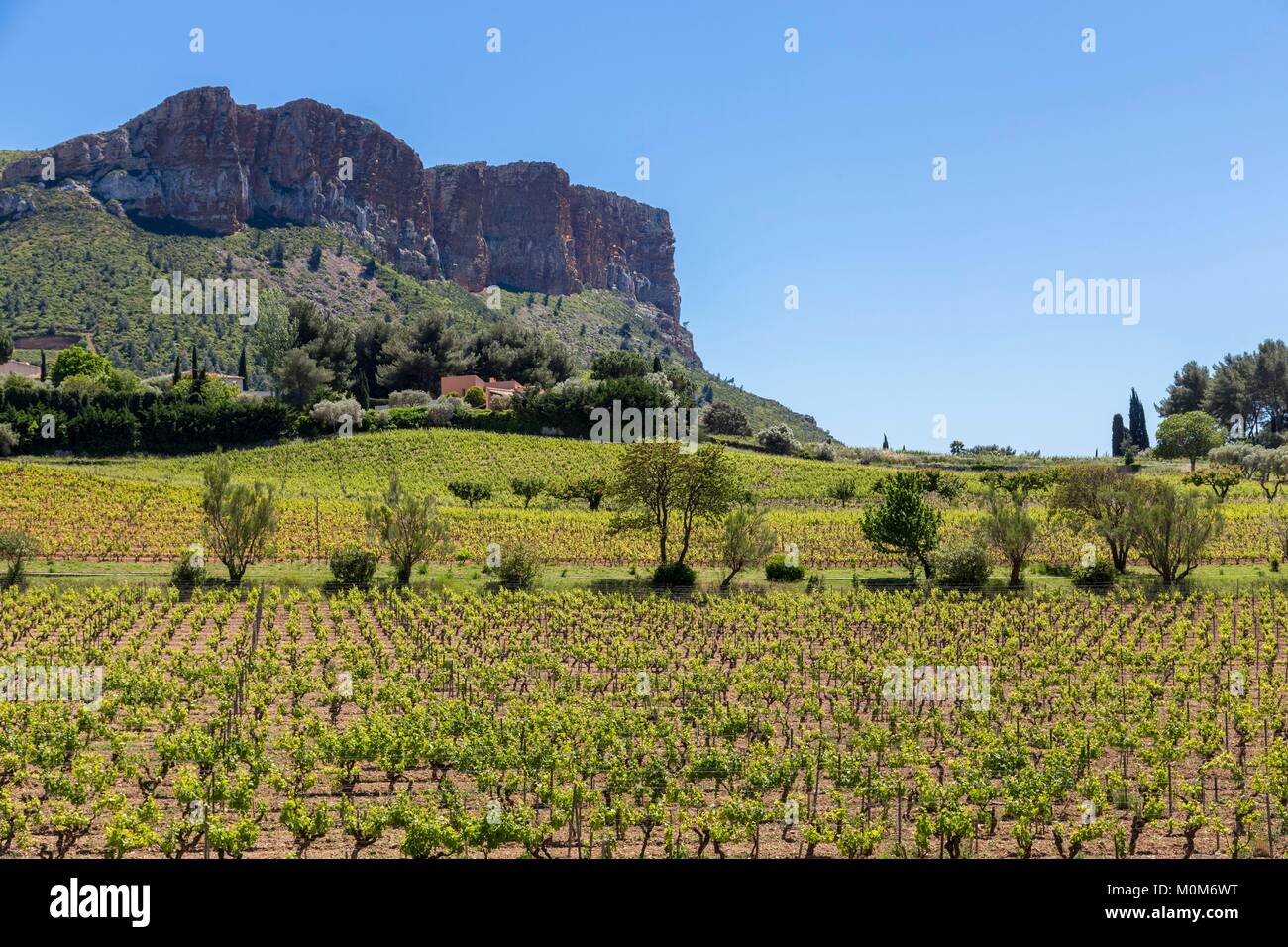 France,Bouches du Rhone,Cassis,vineyard of the Domain of Bagnol Stock ...