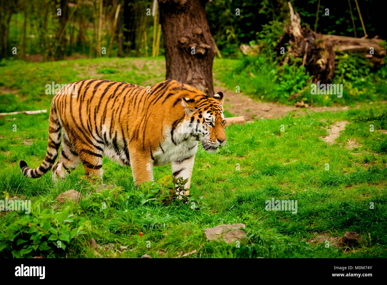 Tiger in forest. Tiger portrait Stock Photo - Alamy