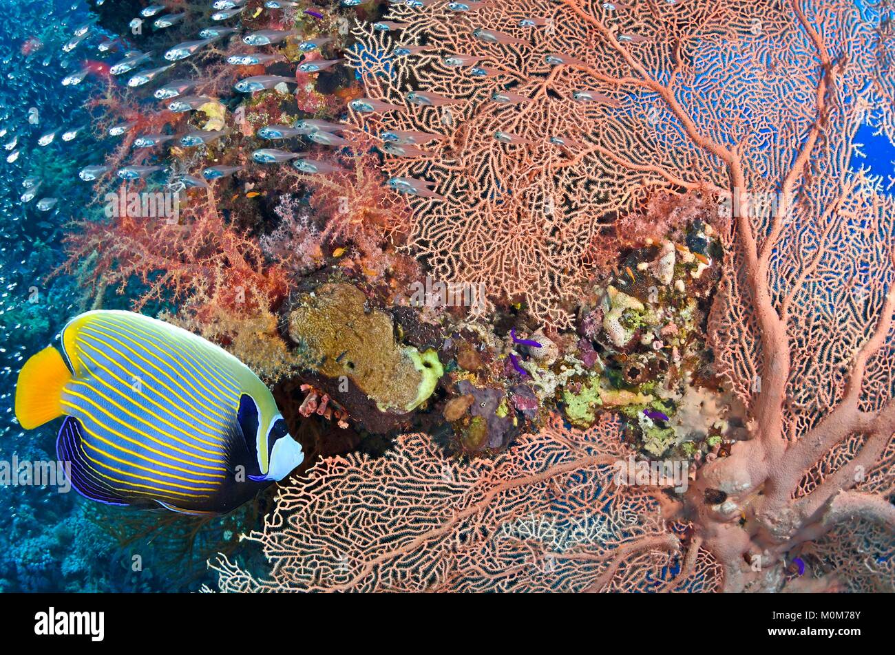 Egypt,Red Sea,a coral reef with fan-corals and emperor-angelfish ...