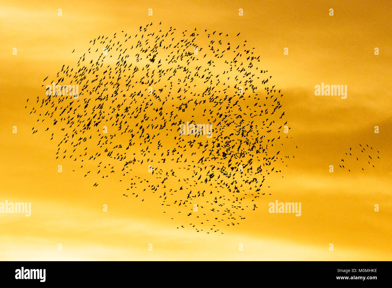 flock fly animal starling flight swarm bird dusk murmuration blackpool pier roost birds flying ...