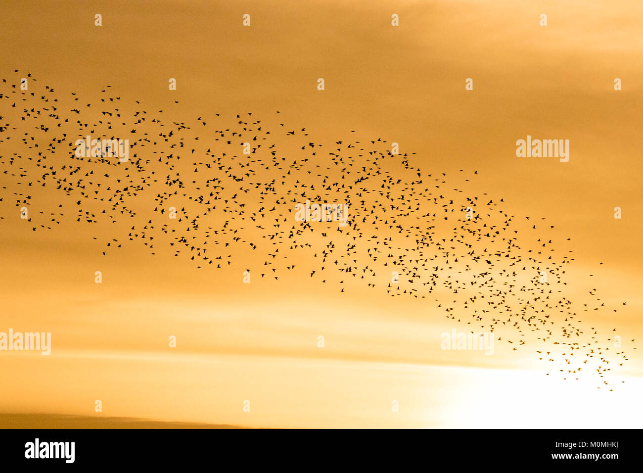 flock fly animal starling flight swarm bird dusk murmuration blackpool ...