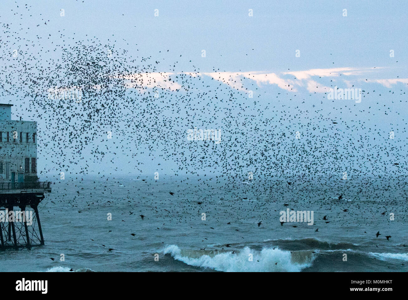flock fly animal starling flight swarm bird dusk murmuration blackpool ...
