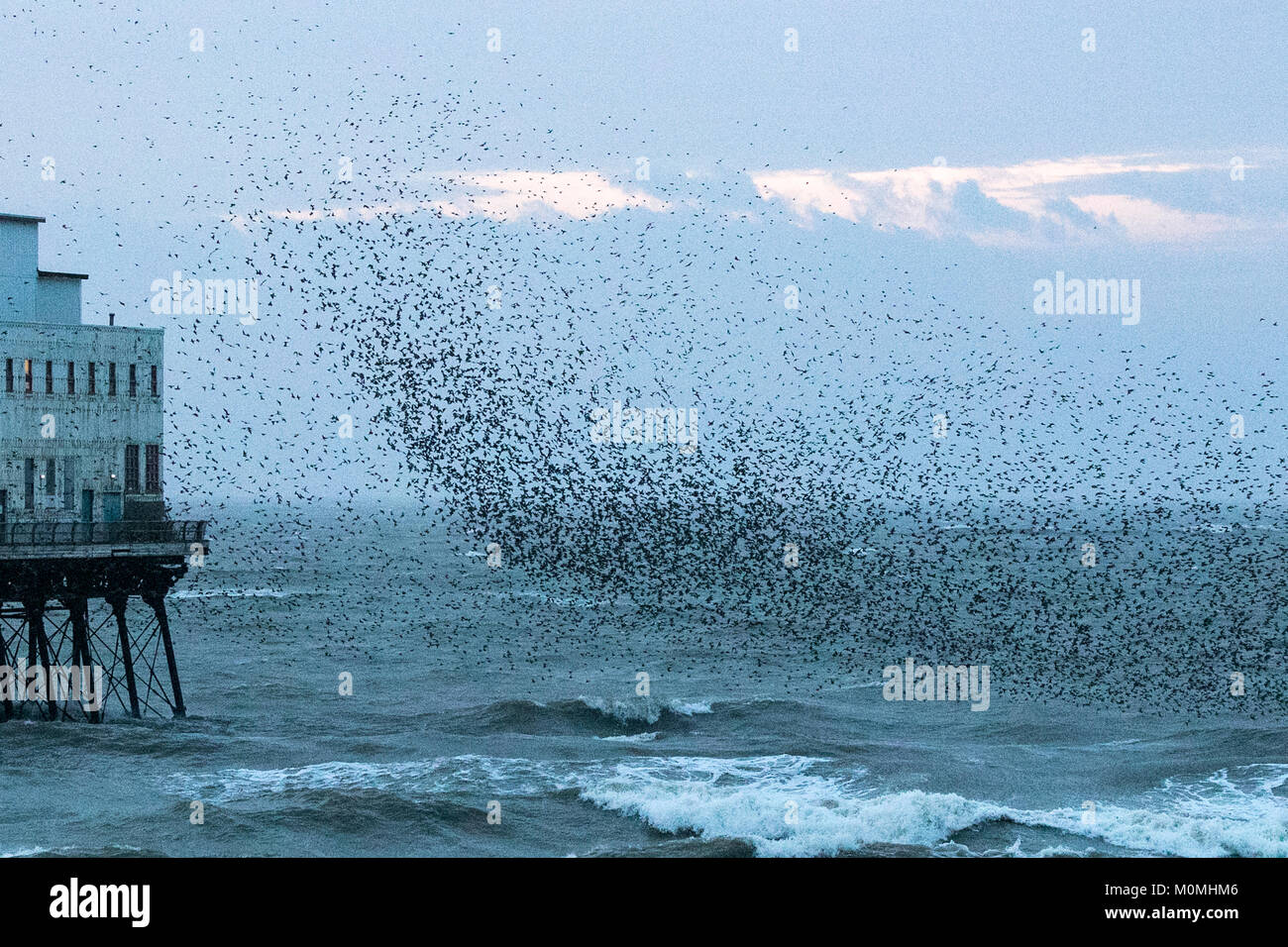 flock fly animal starling flight swarm bird dusk murmuration blackpool ...