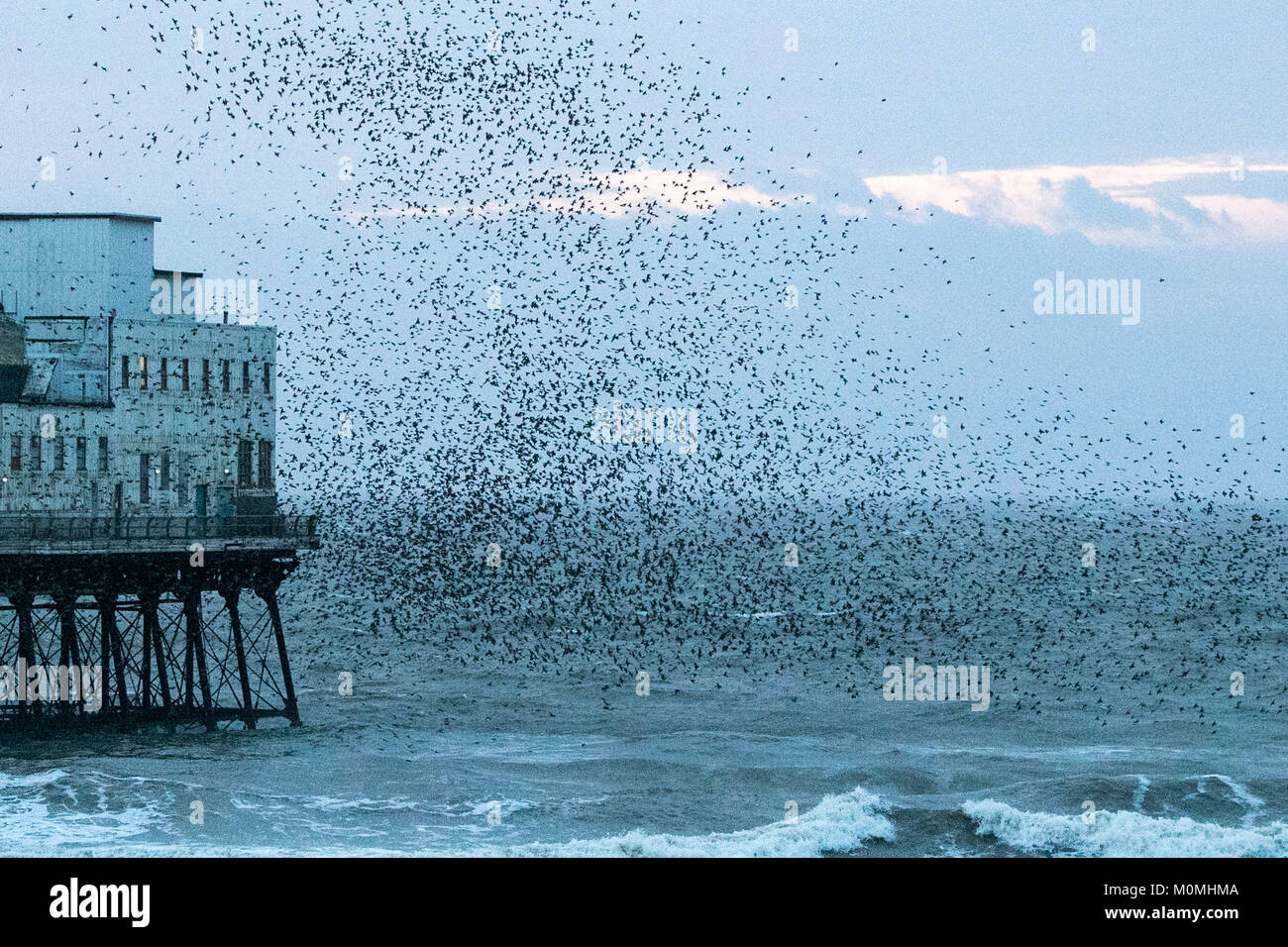 flock fly animal starling flight swarm bird dusk murmuration blackpool ...