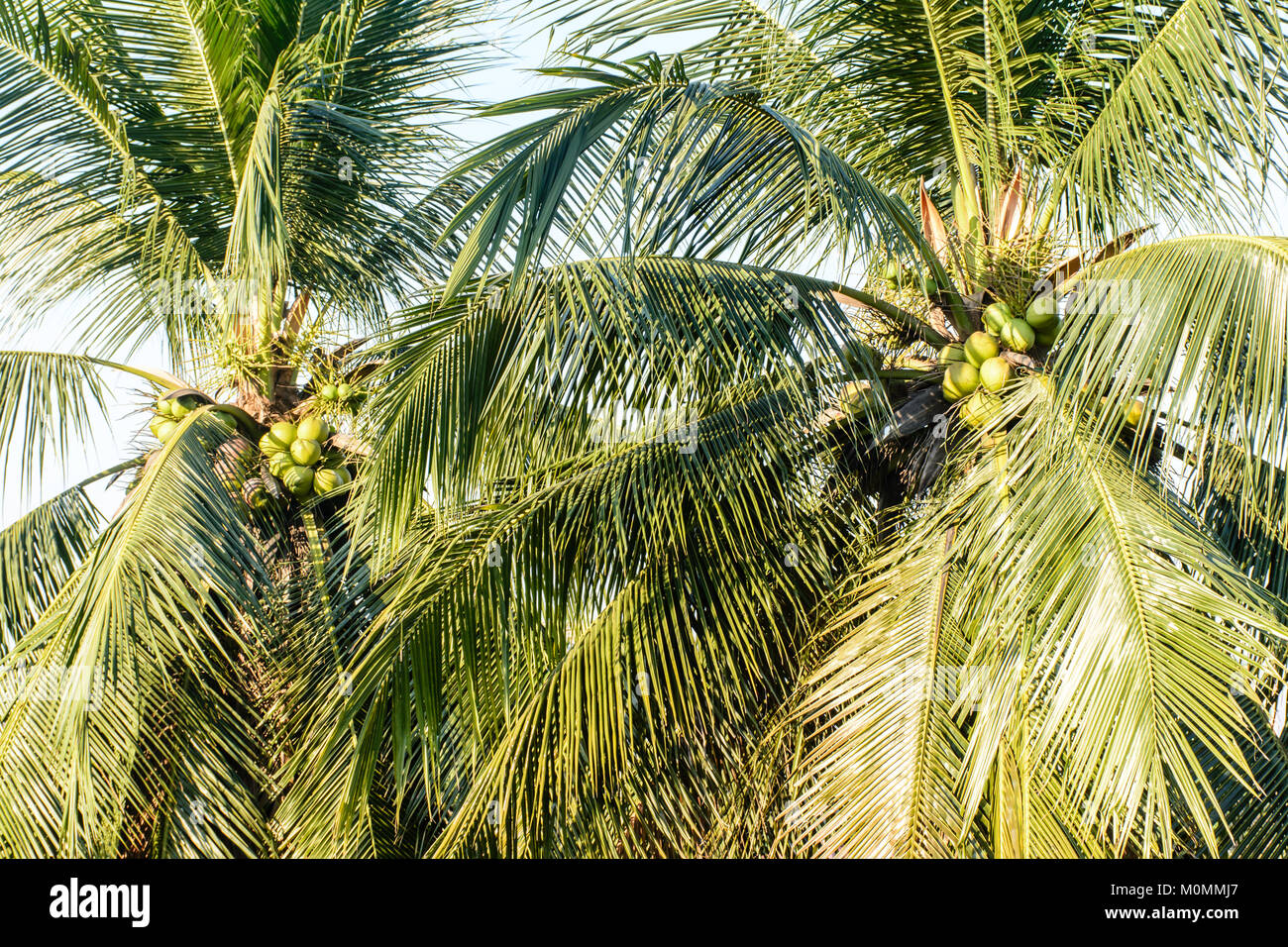 photo of coconuts and coconut tree Stock Photo - Alamy