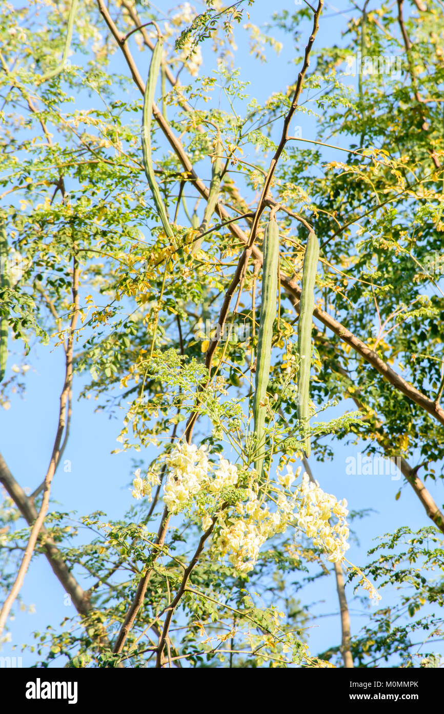 Drumstick tree fruit hi-res stock photography and images - Alamy