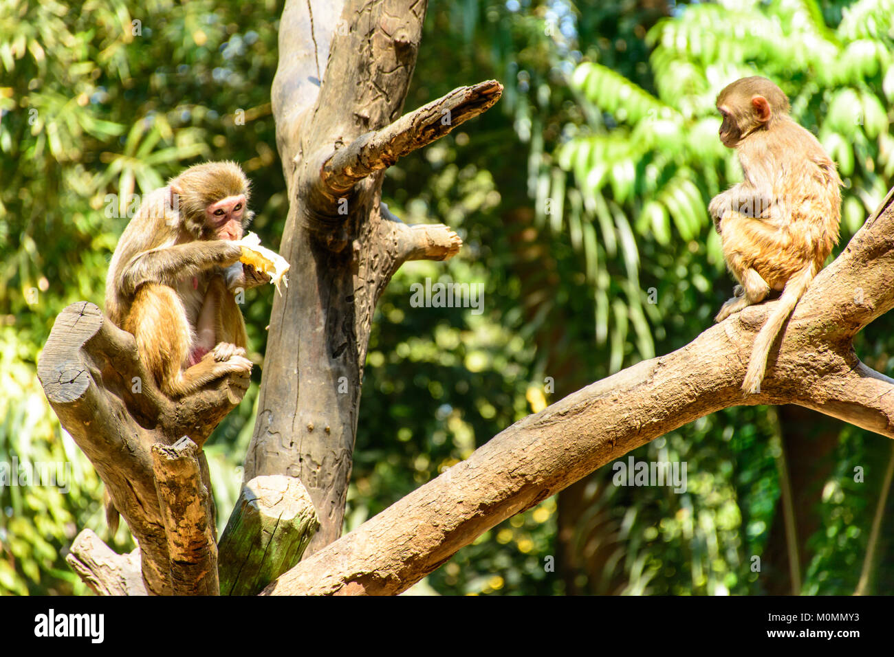 photo of monkeys on the branch Stock Photo - Alamy