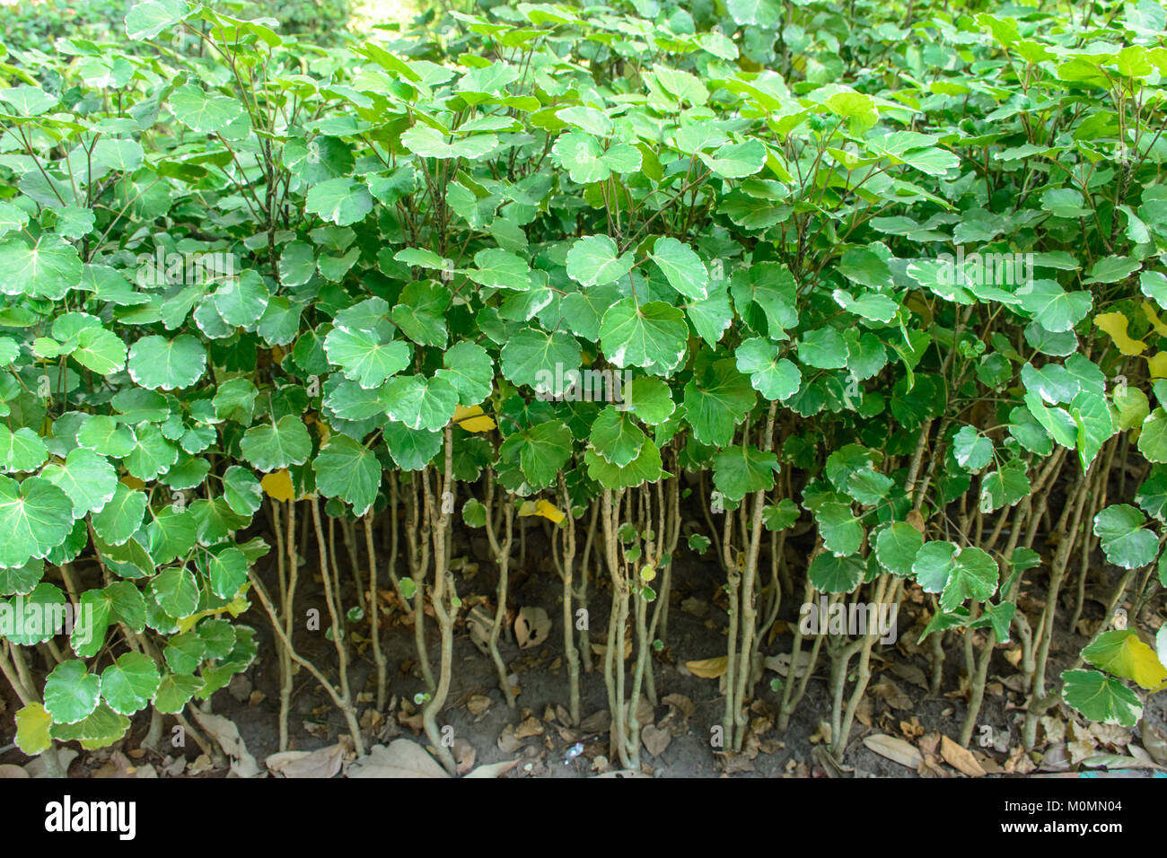 photo of small natural vegetation Stock Photo - Alamy