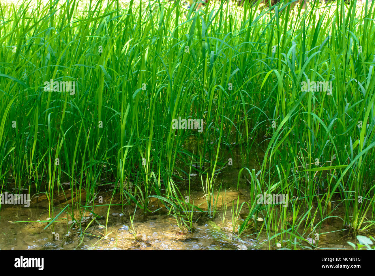 photo of small and green plants, paddy Stock Photo - Alamy