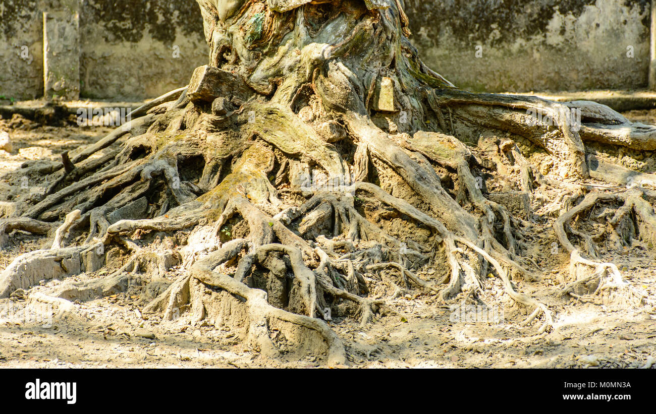 Tree roots underground hi-res stock photography and images - Alamy