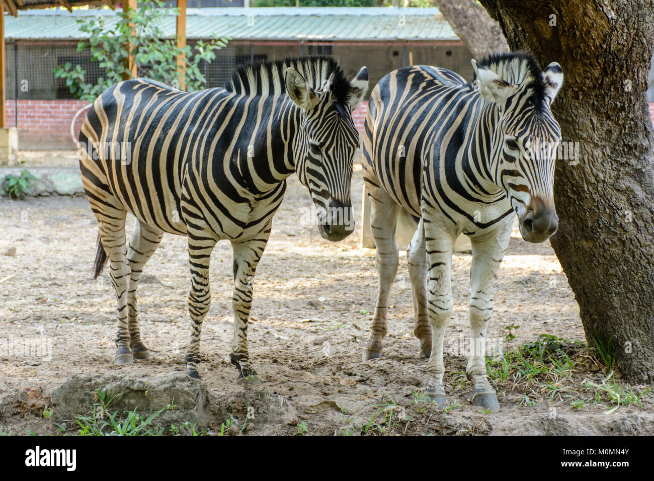 photo of two zebra Stock Photo - Alamy