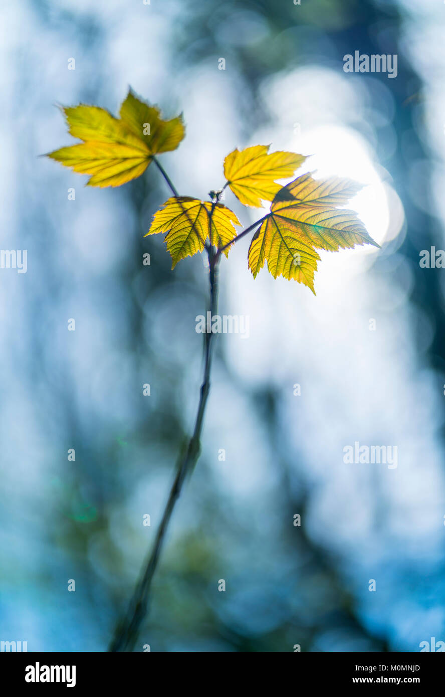 MAPLE - ARCE, Ibarra, Orozko, Bizkaia, Basque Country, Spain, Europe ...