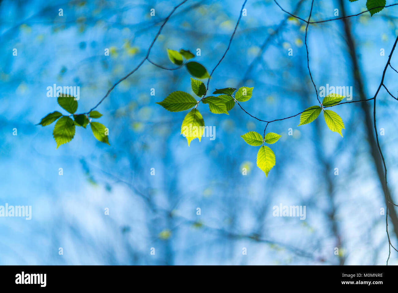 Spring in the forest, Ibarra, Orozko, Bizkaia, Basque Country, Spain ...