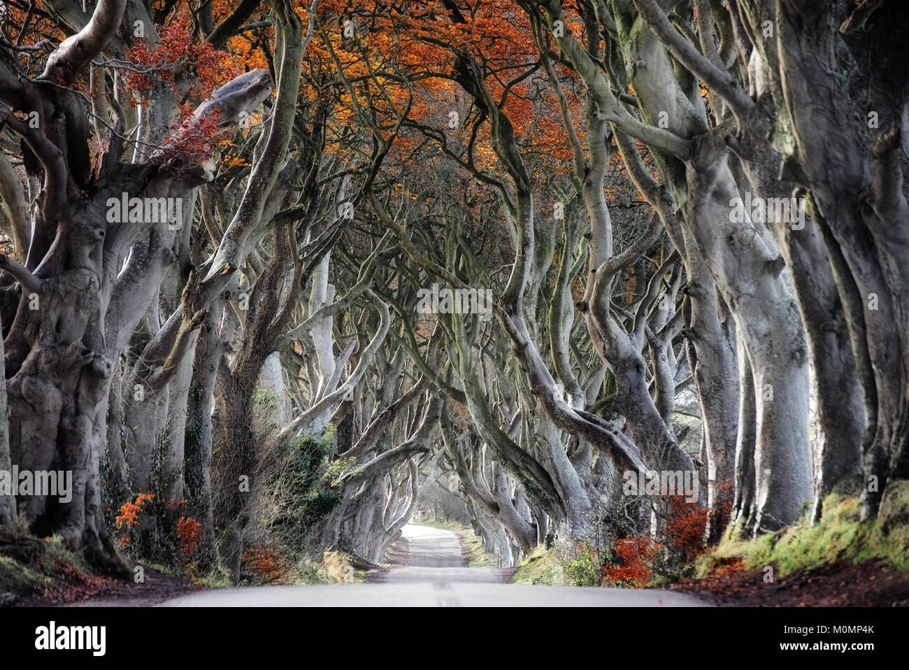 Fantasy forest hobbit hi-res stock photography and images - Alamy