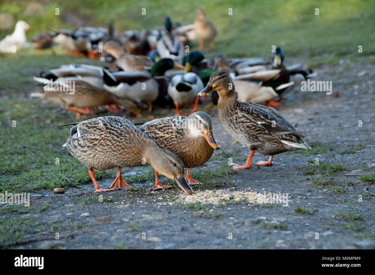 Mallard duck corn hi-res stock photography and images - Alamy