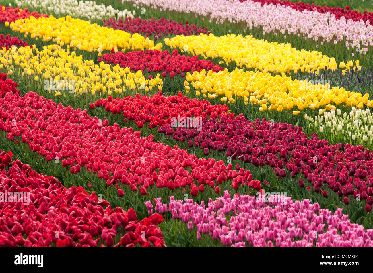 Tulpenfeld hi-res stock photography and images - Alamy