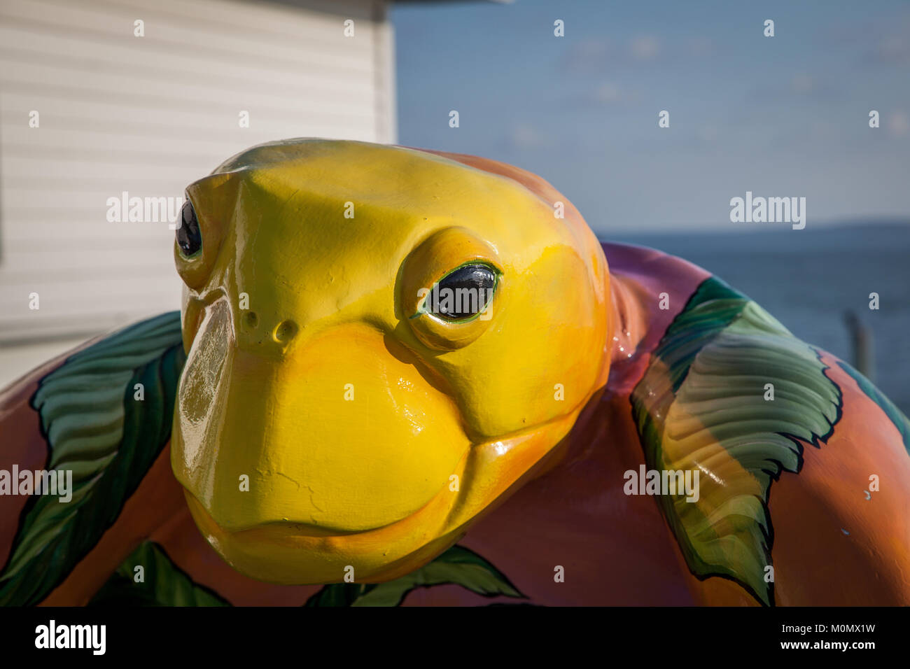 Green sea turtle art hi-res stock photography and images - Alamy