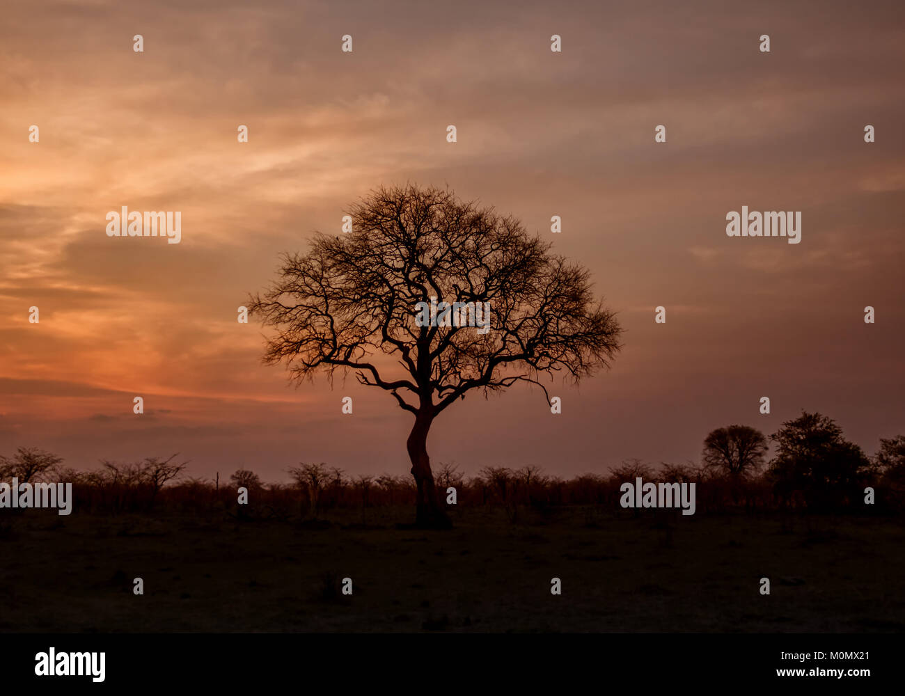 Evening sun over the savanna hi-res stock photography and images - Alamy