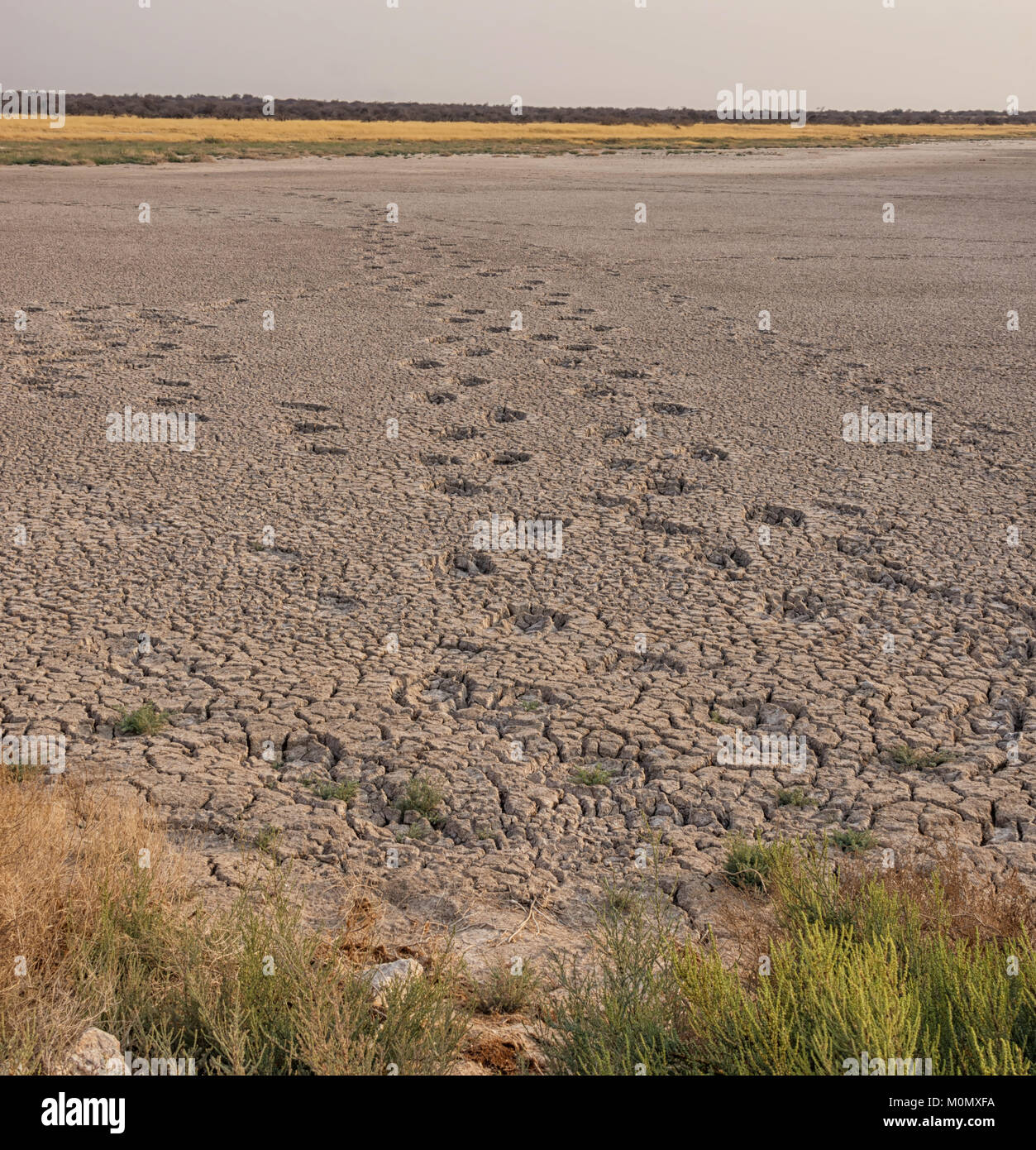 Animal tracks in hard baked mud in a dry riverbed in the Namibian ...