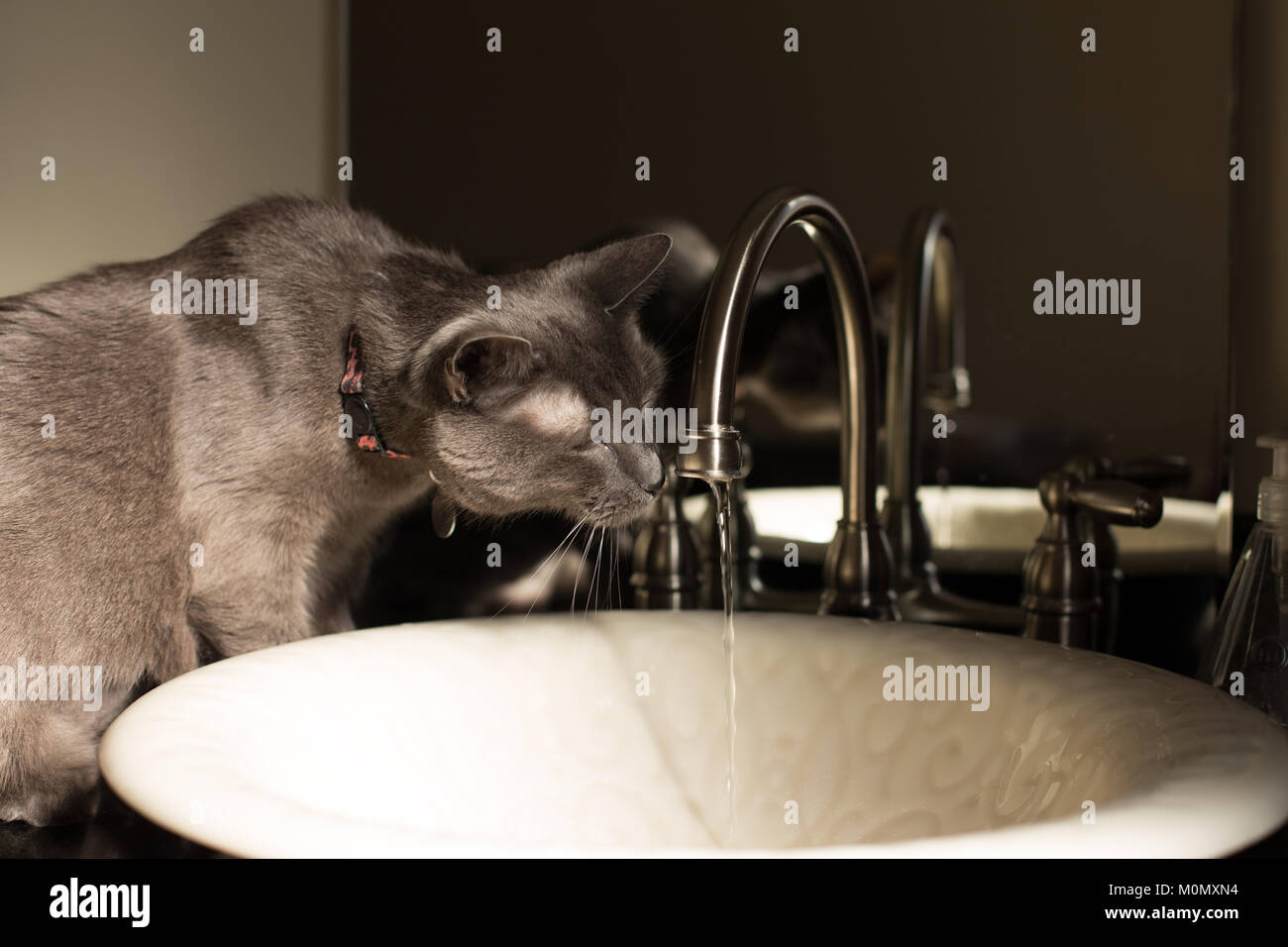 A grey cat drinking from a bathroom sink faucet Stock Photo - Alamy