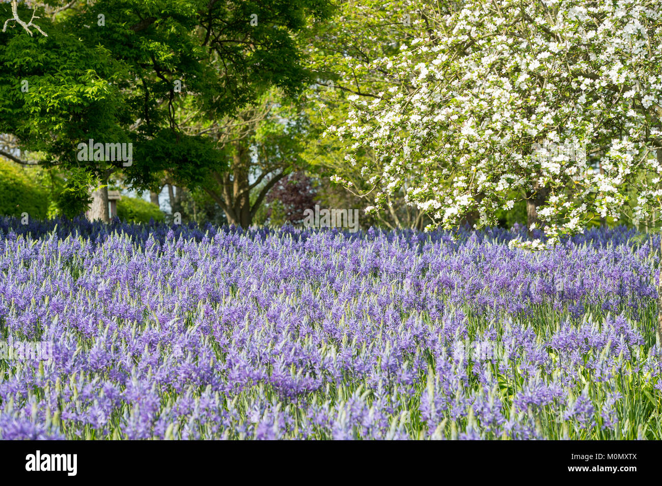 The beautiful spring azure-blue camassia leichtlinii flowers (Caerulea ...