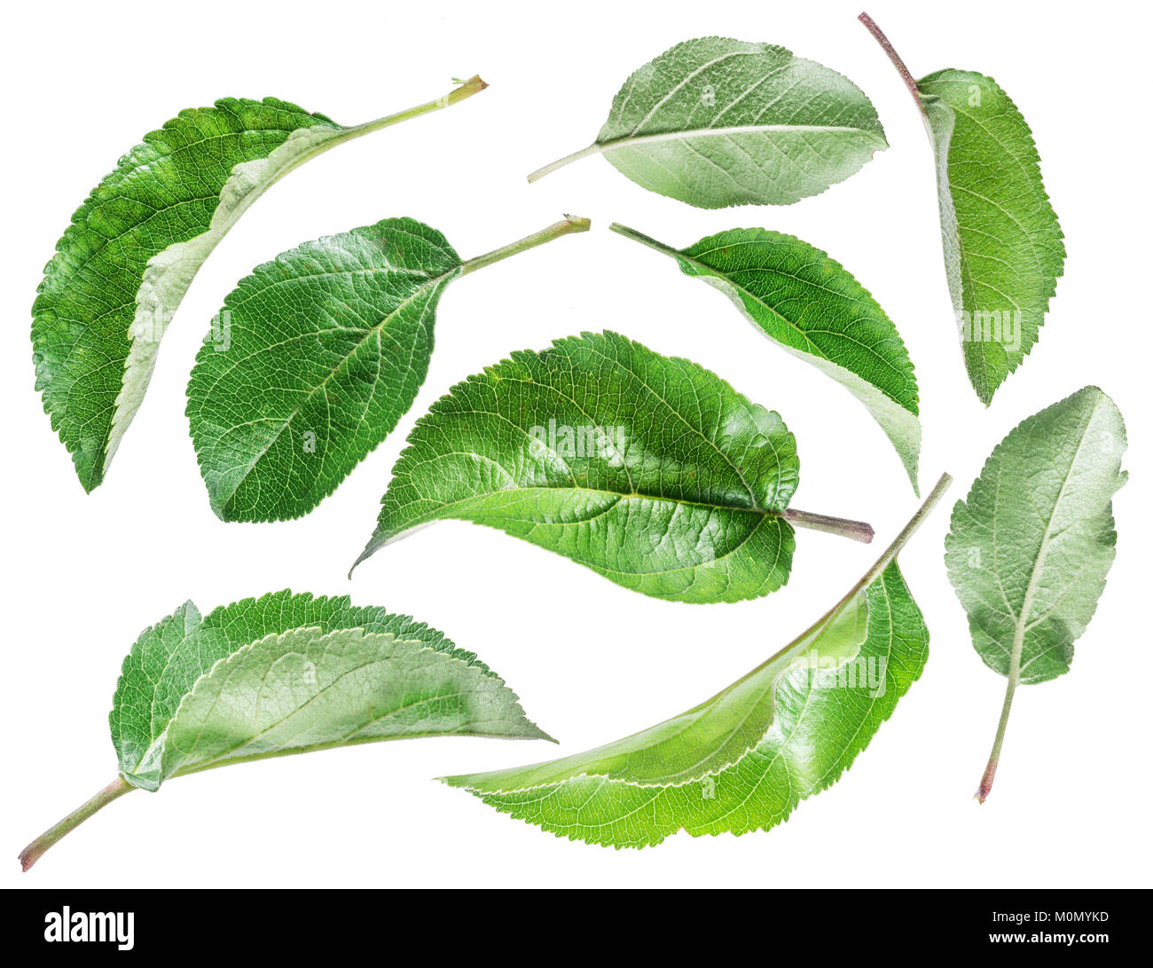 Apple leaves hi-res stock photography and images - Alamy