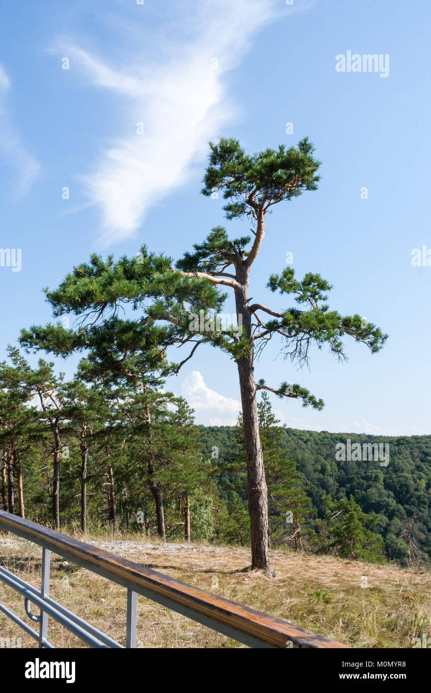 View tall slender tree hi-res stock photography and images - Alamy