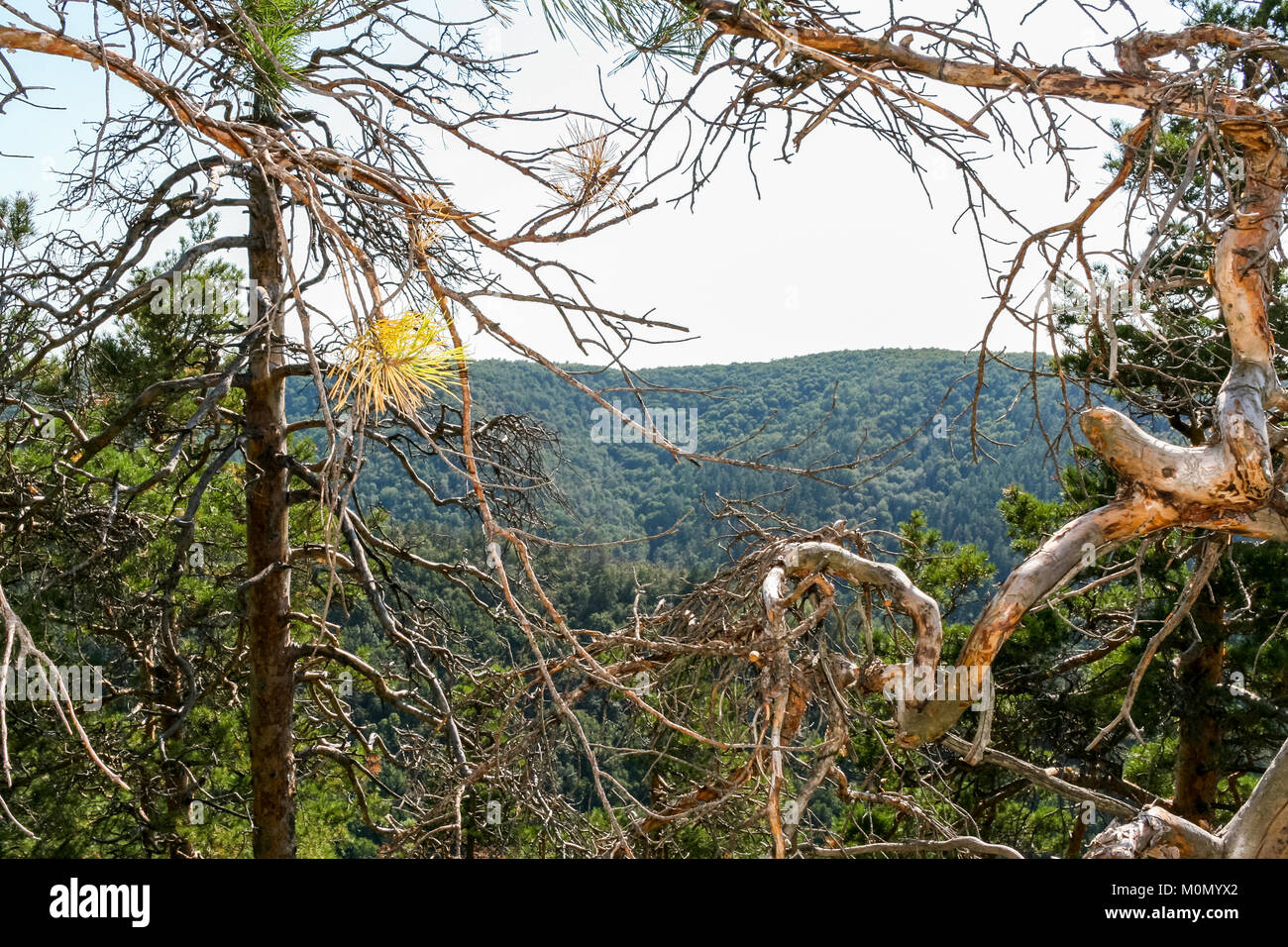 Intertwining branches hi-res stock photography and images - Alamy