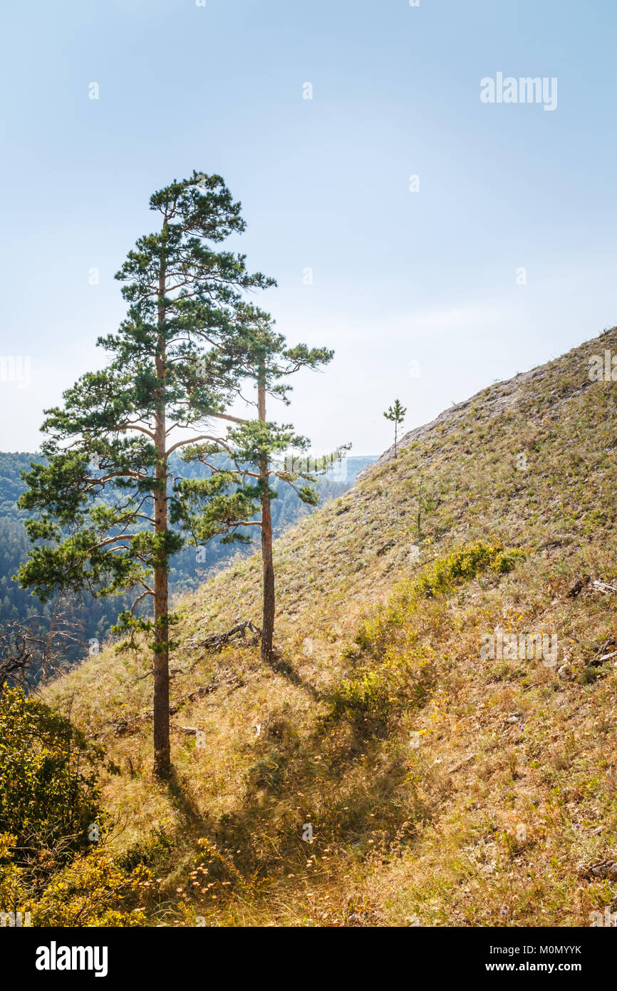 Two pine trees on mountain slope in summer day. Toned image Stock Photo ...