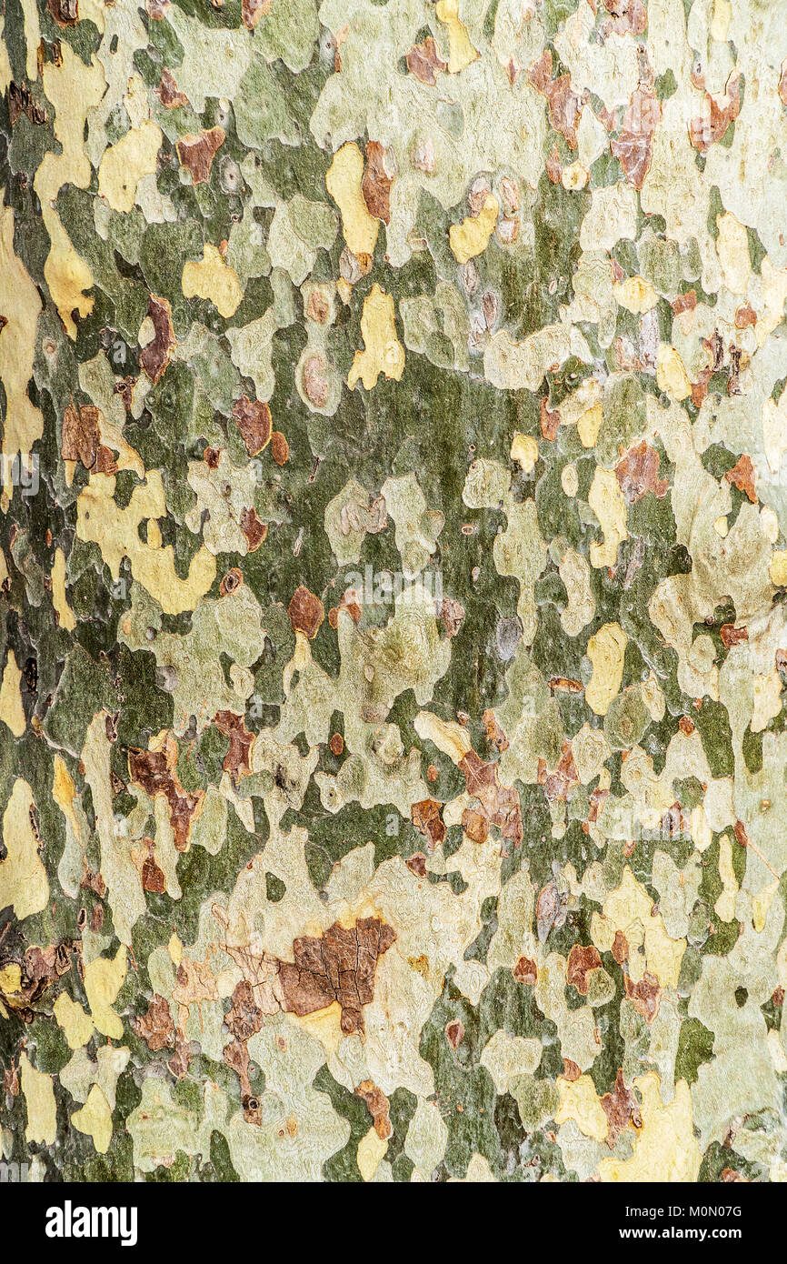 Platanus trees hi-res stock photography and images - Alamy