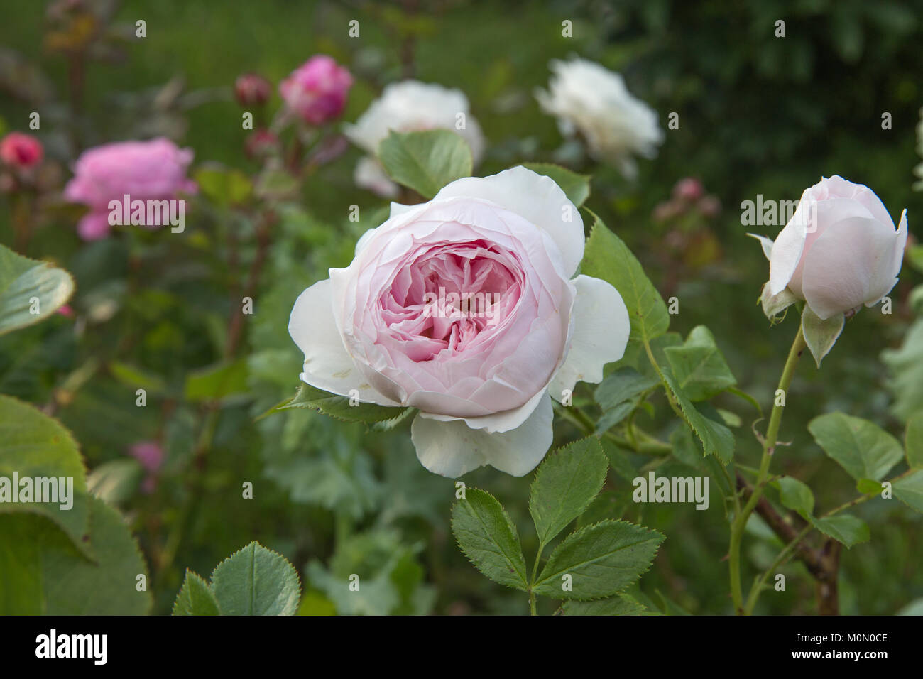 Beautiful pink rose in a garden Stock Photo - Alamy
