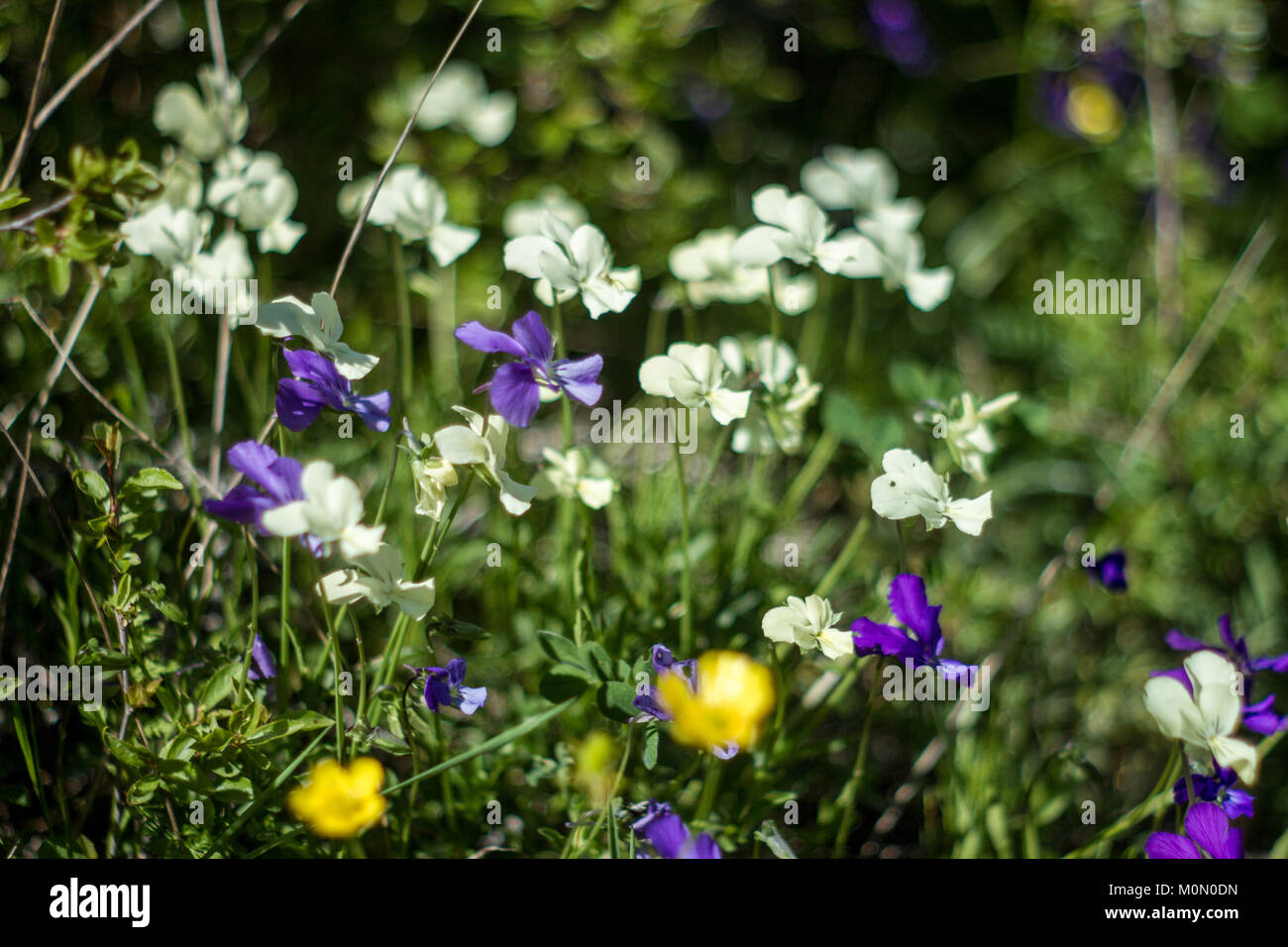 A Bunch Of Spring Flowers In A Green Meadow Stock Photo - Alamy