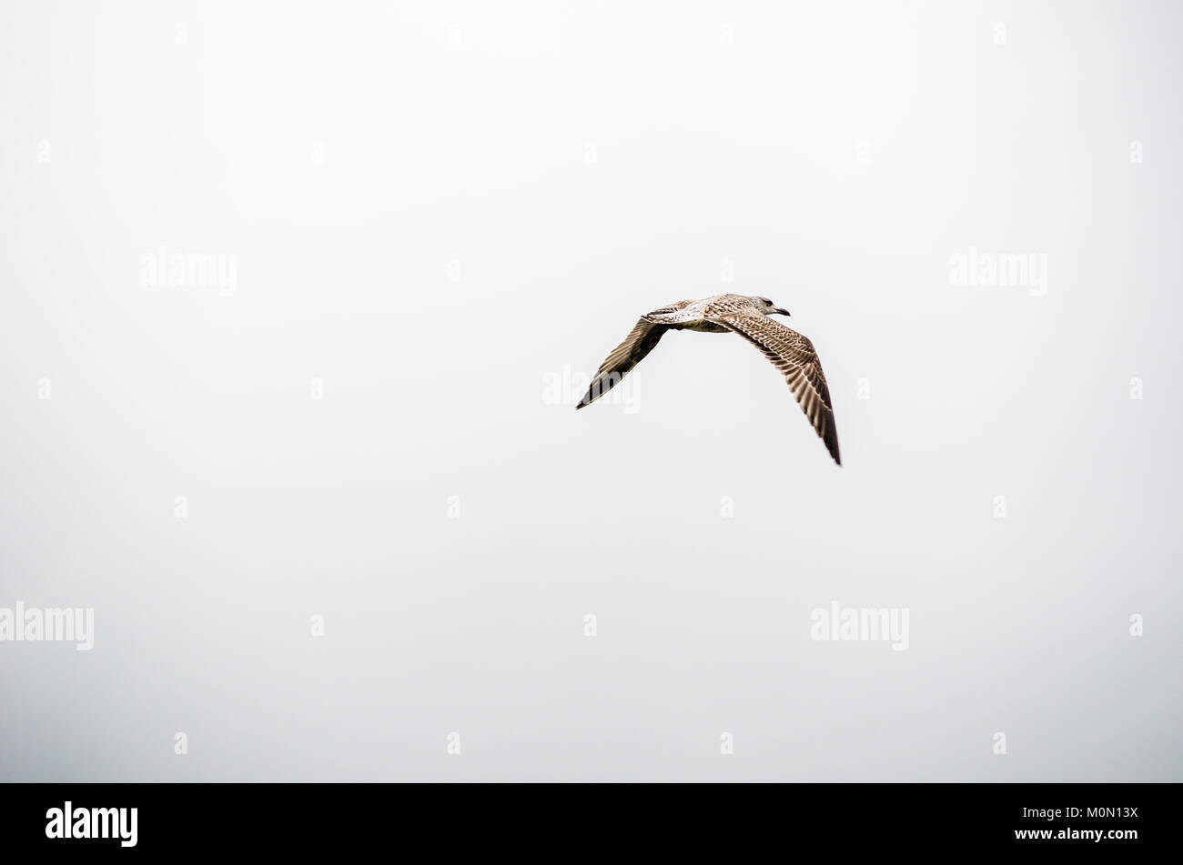 Seagull flying side view. Freedom emotion evoke. Blank white background ...