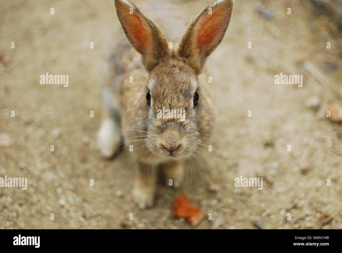 Rabbit island japan hi-res stock photography and images - Alamy
