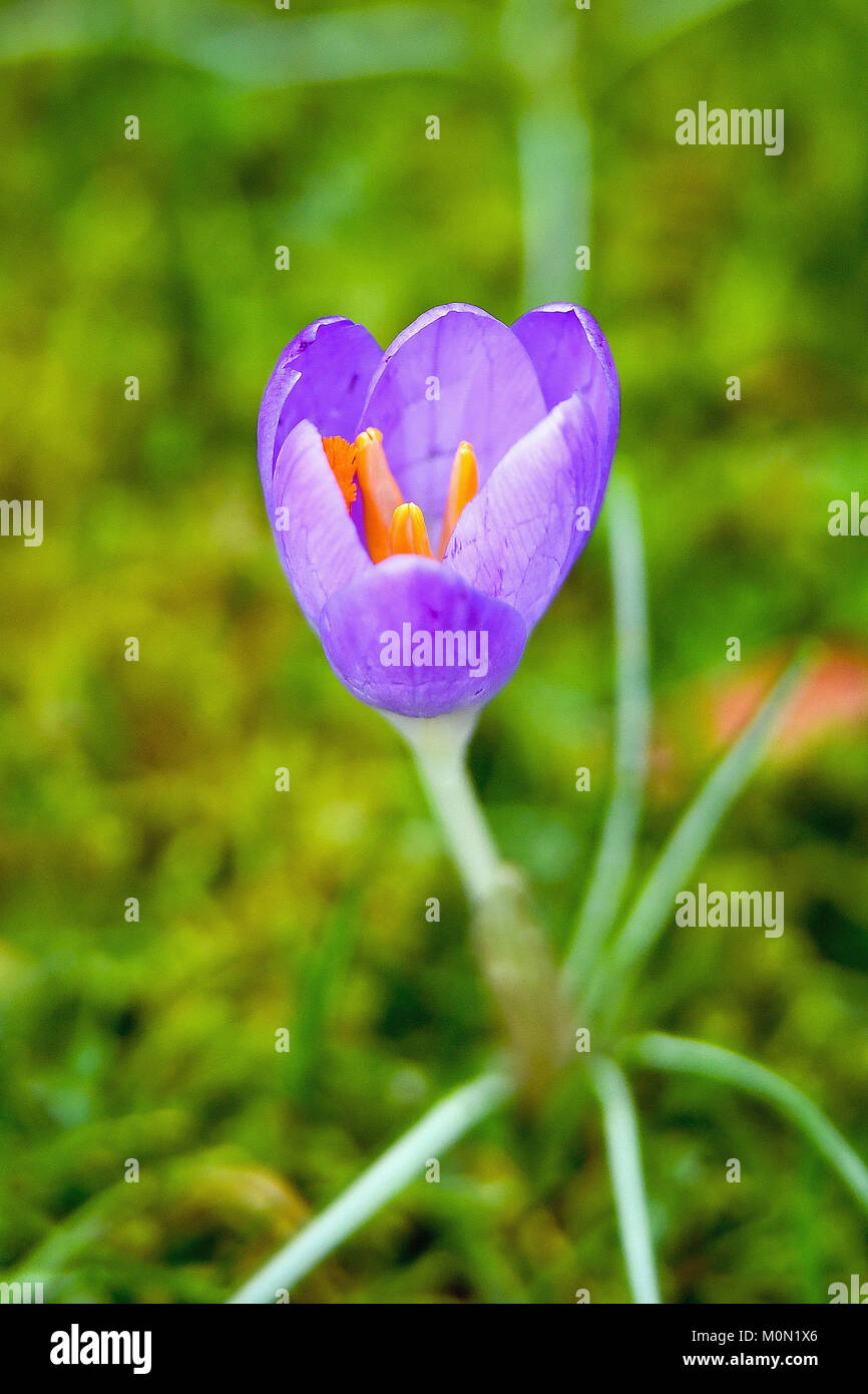 A Crocus flower begins to bloom in the Botanical Gardens, Bath, where a ...