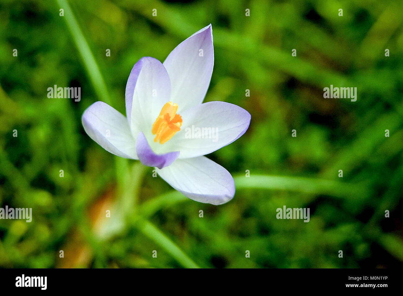 A Crocus flower begins to bloom in the Botanical Gardens, Bath, where a ...