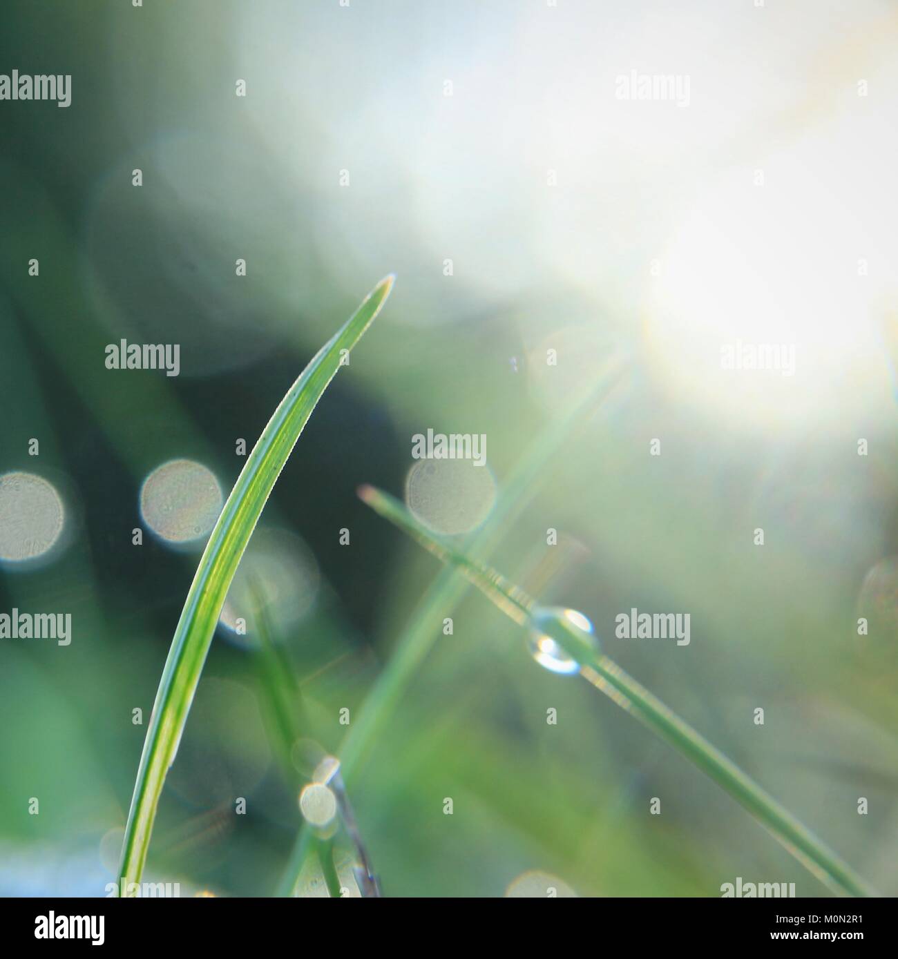 Morning grass close-up background Stock Photo - Alamy