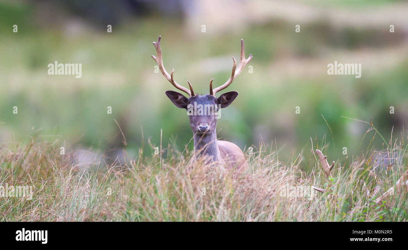 Male standing alert in grassland hi-res stock photography and images ...