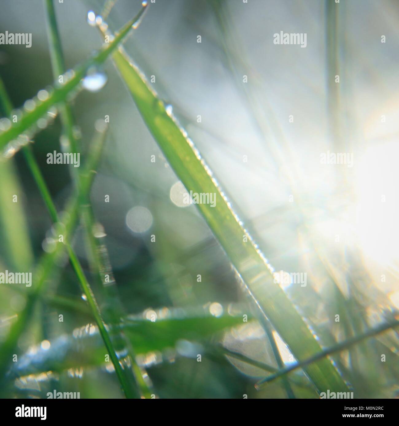 Wet grass with raindrops in the early morning hi-res stock photography ...